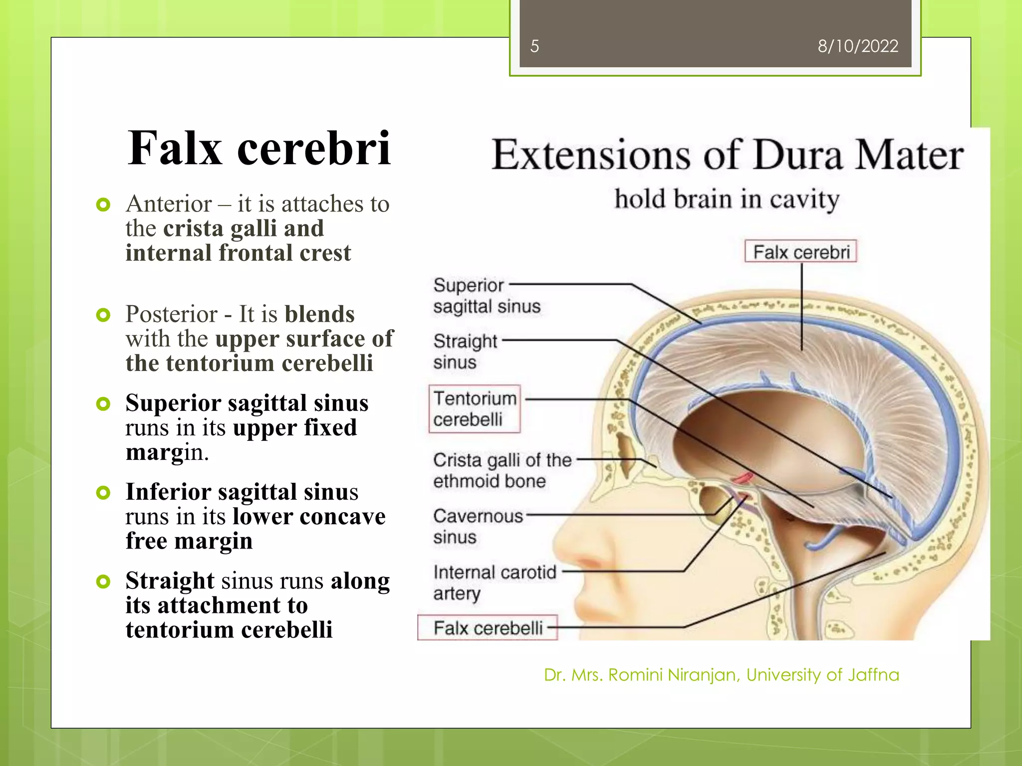 Dural folds dural venous sinuses.pdf