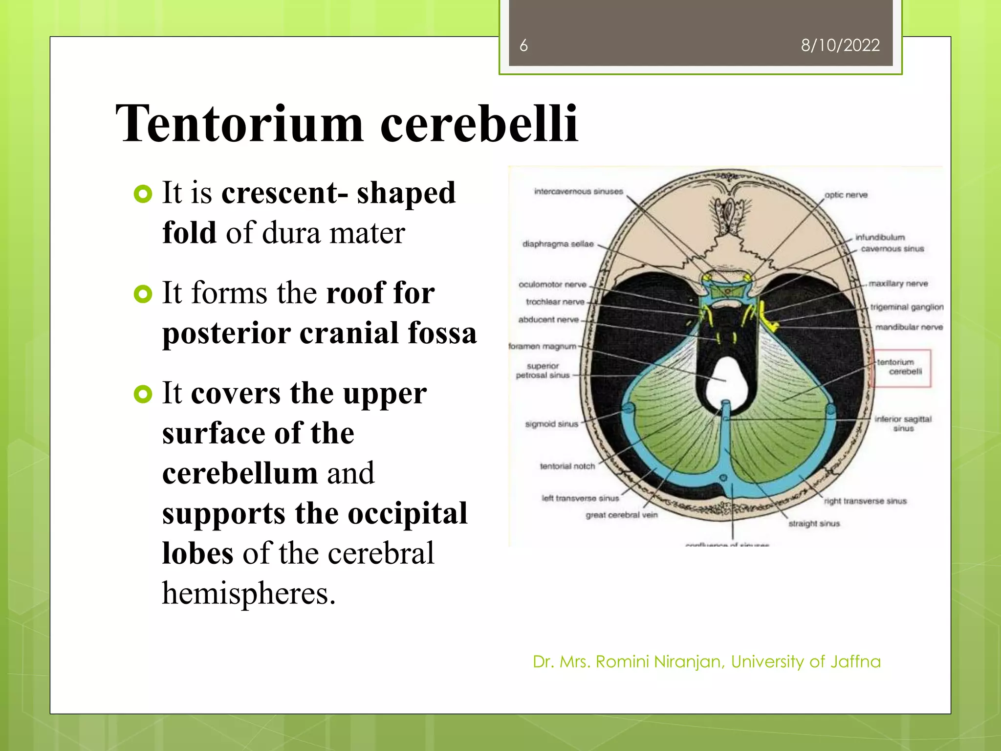 Dural folds dural venous sinuses.pdf