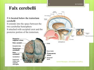 Dural folds dural venous sinuses.pdf | Ear, Nose and Throat Conditions ...
