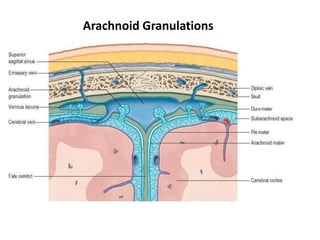 Depressions For Arachnoid Granulations
