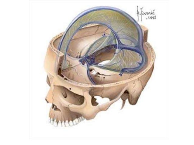 Dural venous sinuses, Ankur Saxena | PPT