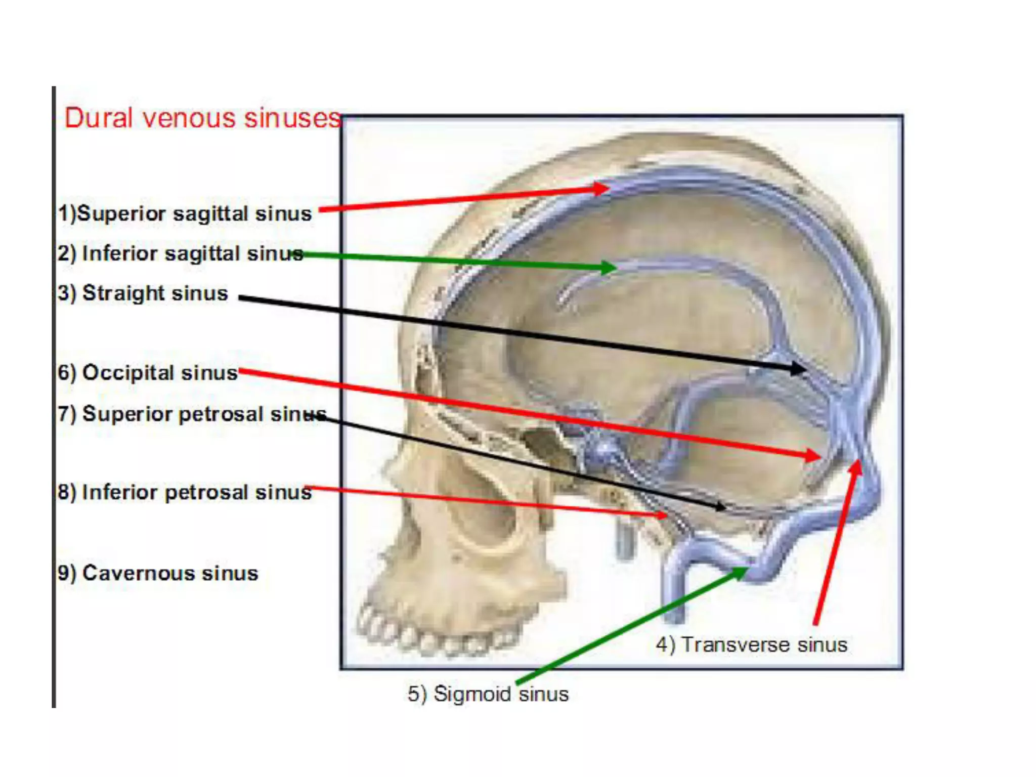Dural venous sinuses | PDF