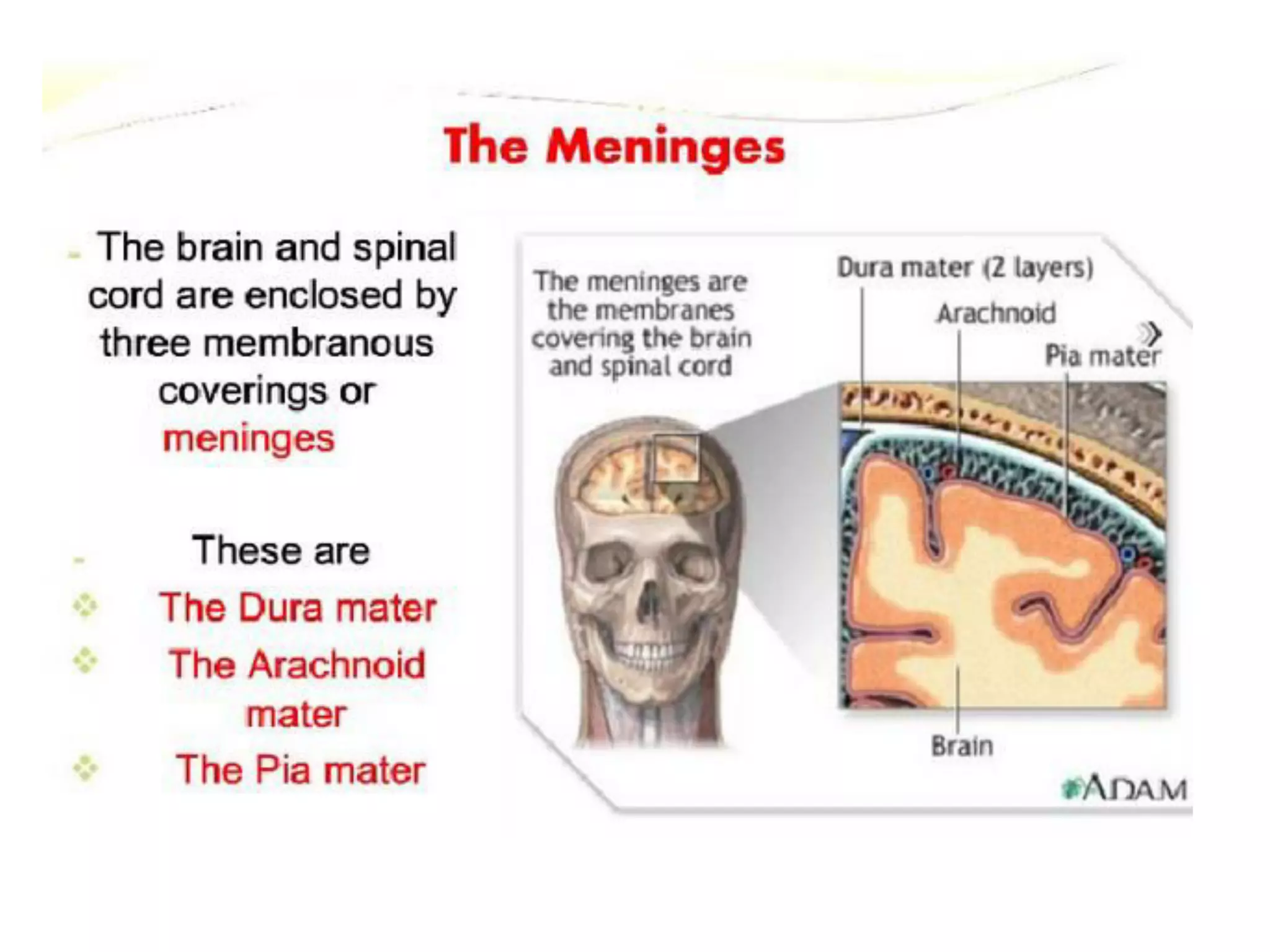 Dural venous sinuses | PDF