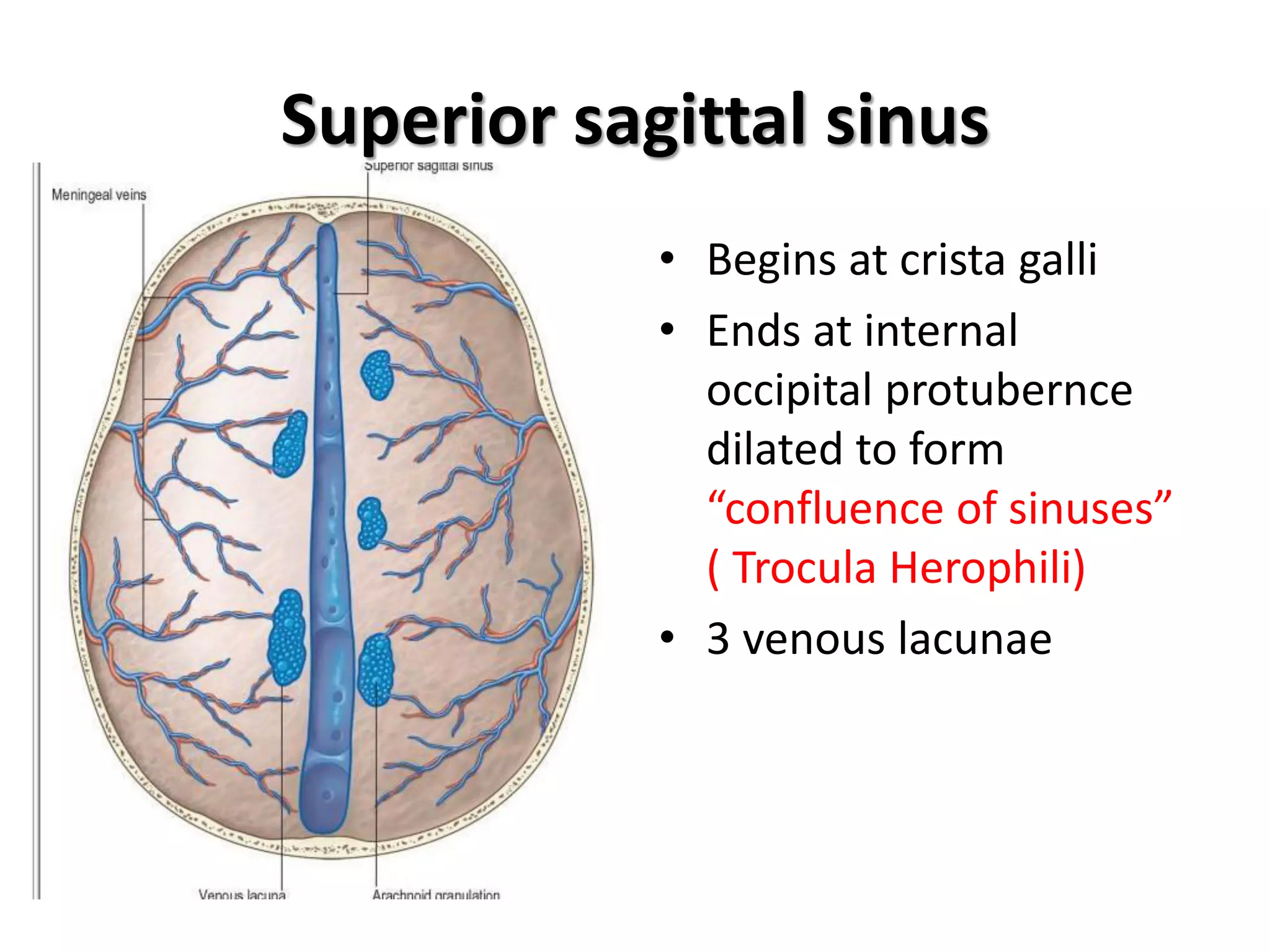 Dural venous sinuses | PDF
