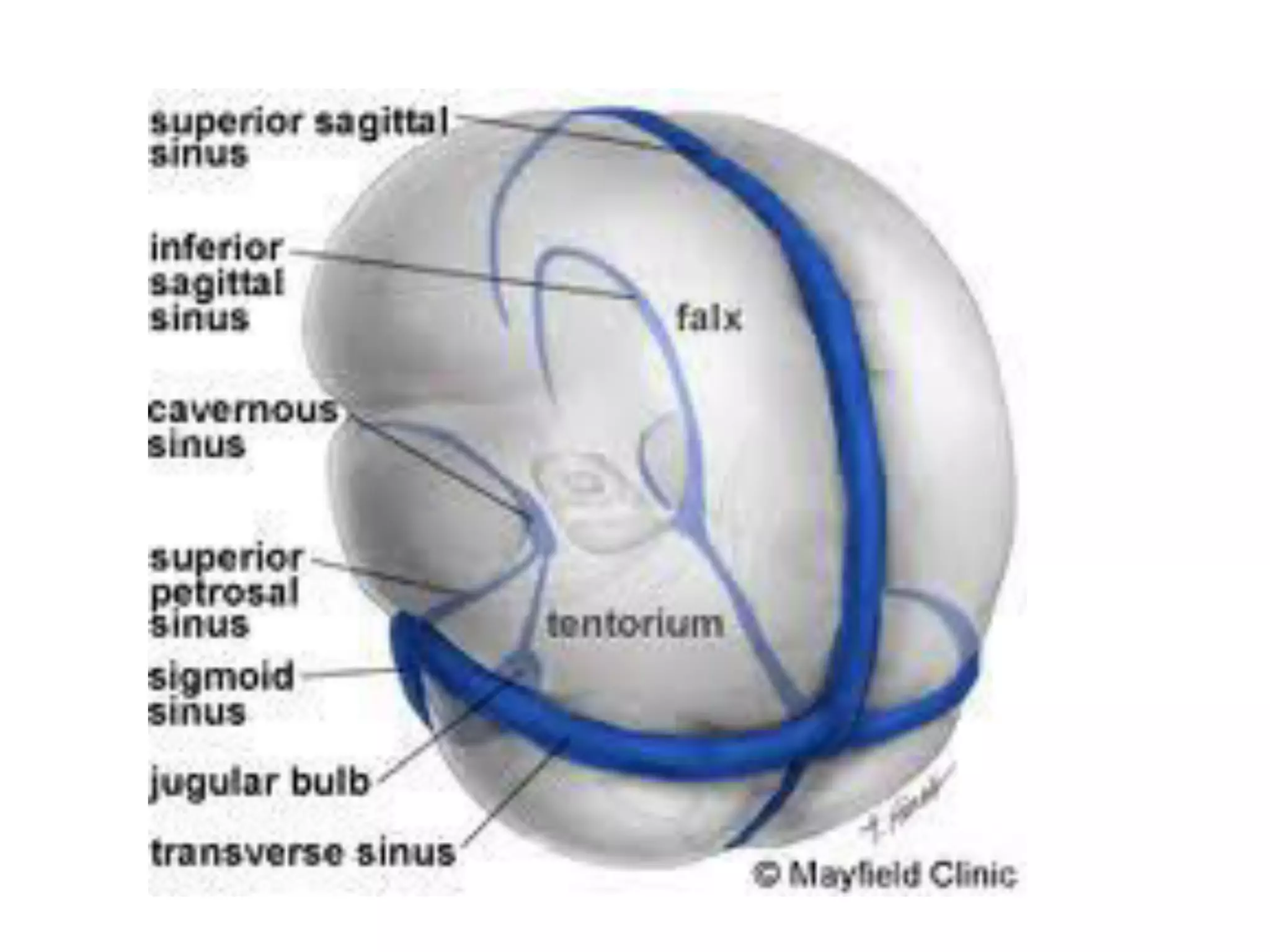 Dural venous sinuses | PDF
