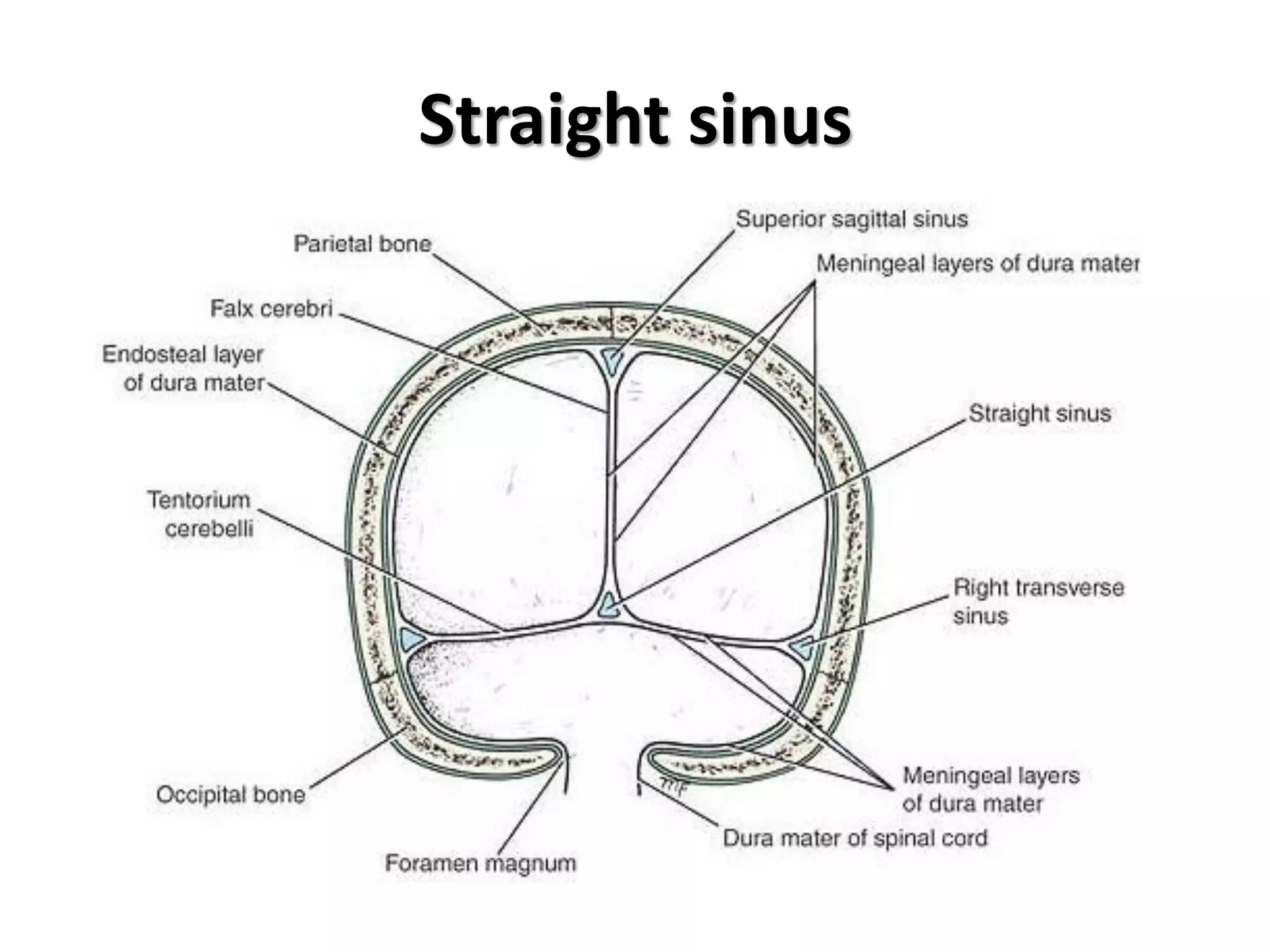 Dural venous sinuses | PDF