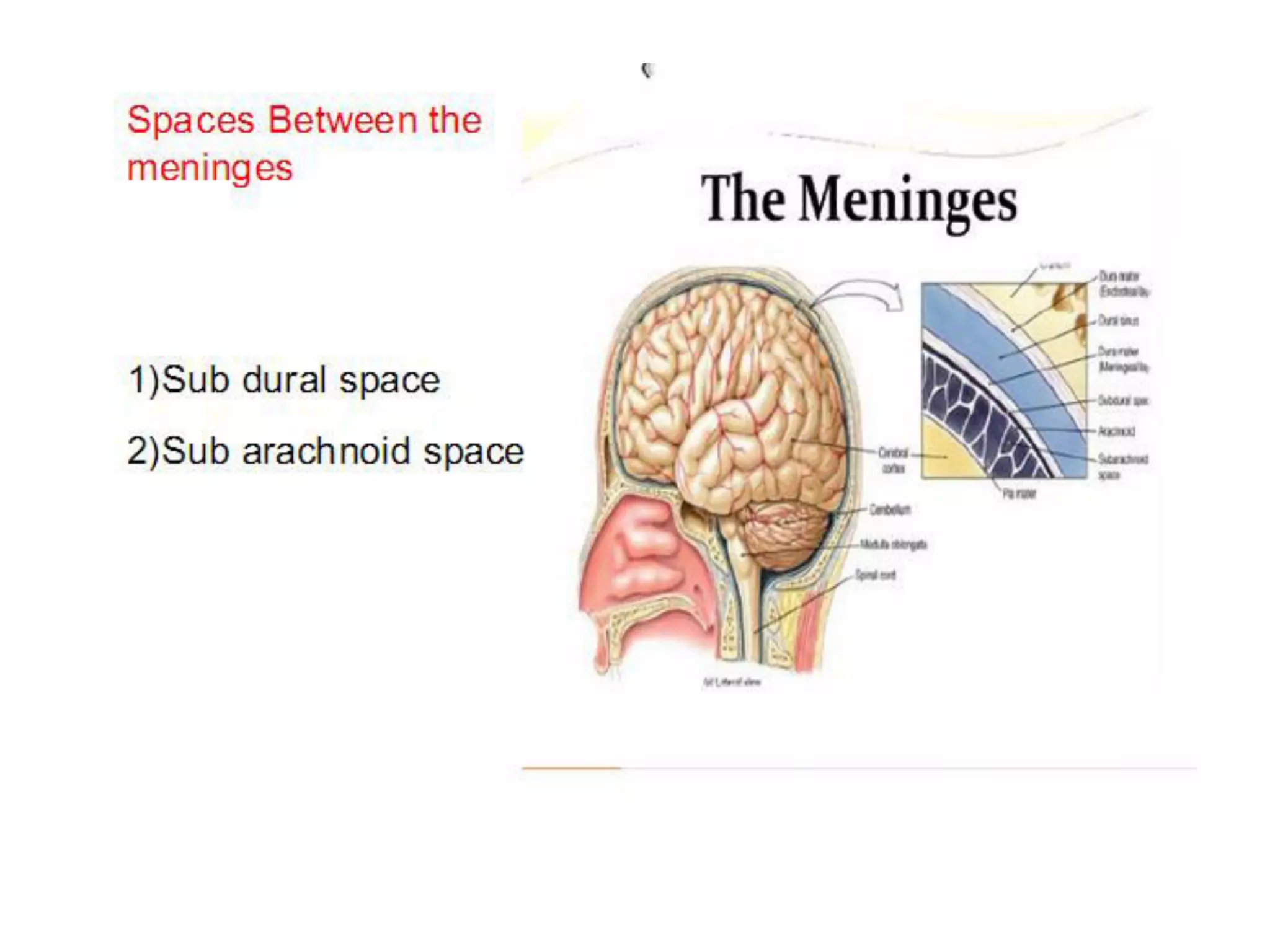 Dural venous sinuses | PDF