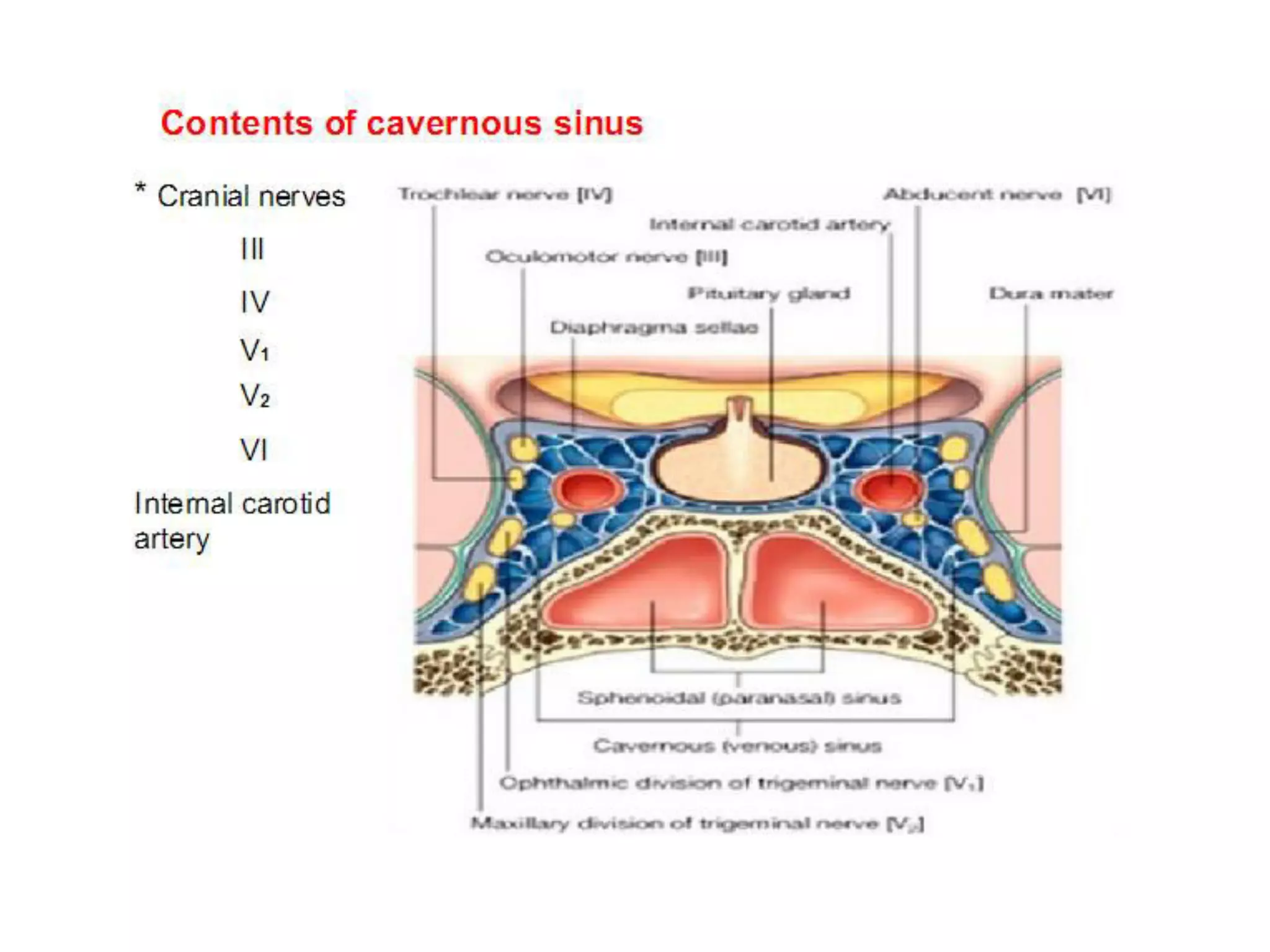 Dural venous sinuses | PDF