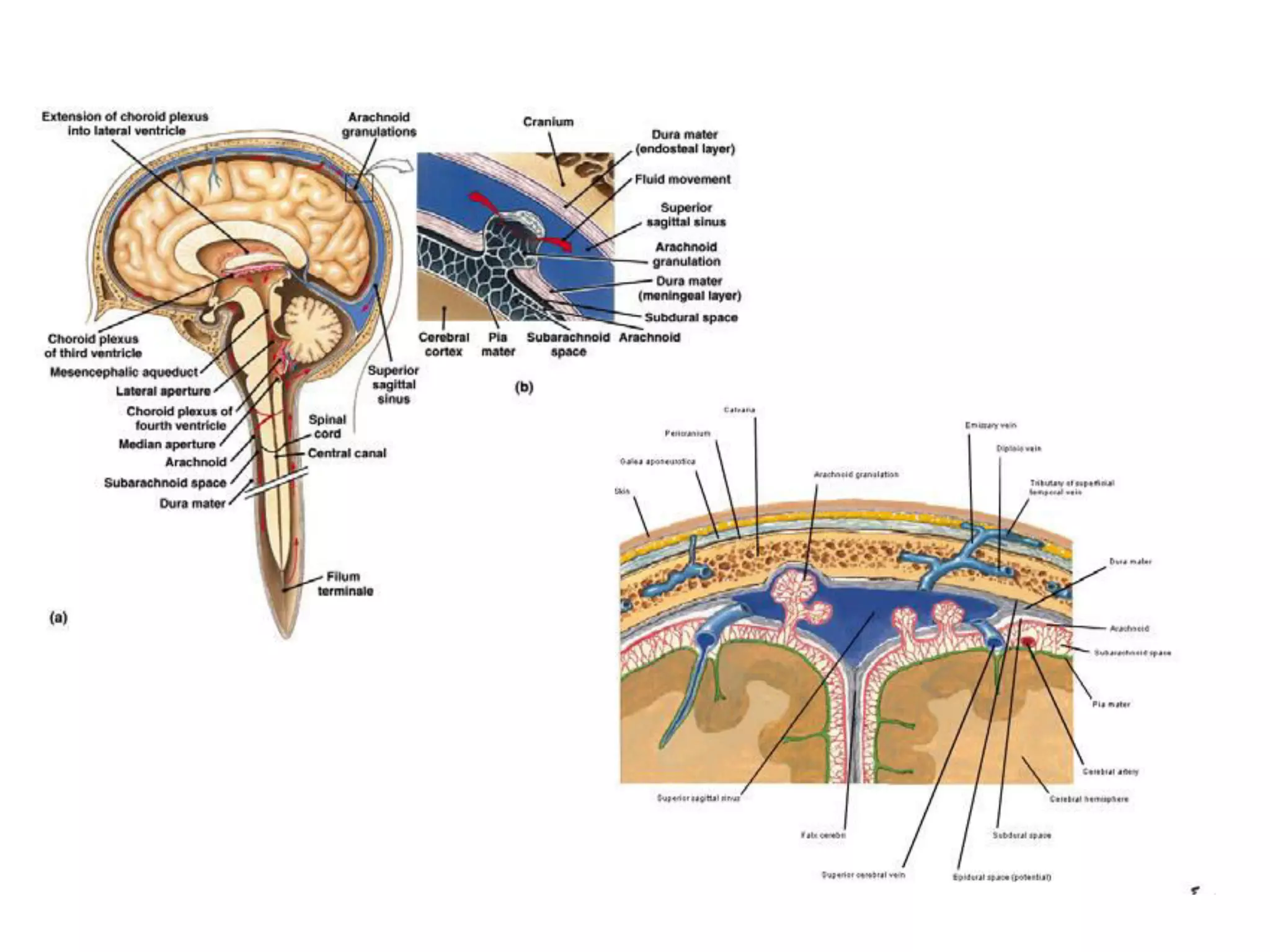 Dural venous sinuses | PDF