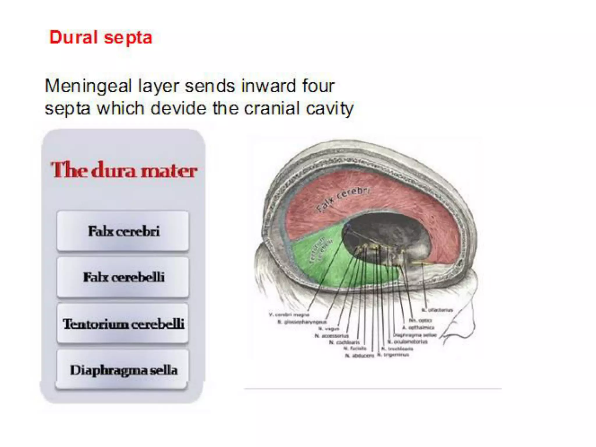 Dural venous sinuses | PDF