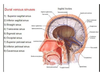 Dural venous sinuses | PDF