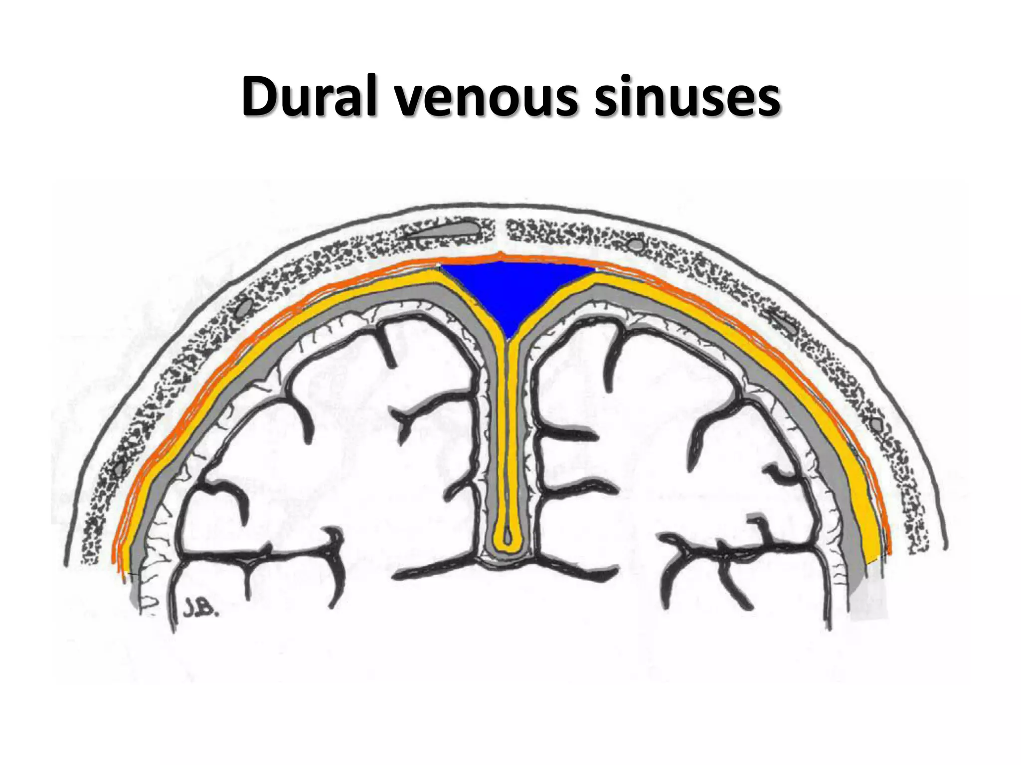 Dural venous sinuses | PDF