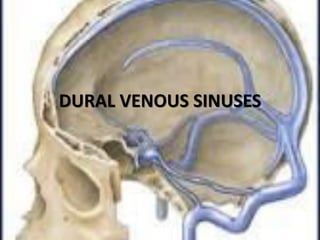 Dural venous sinuses | PDF
