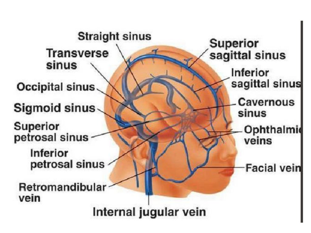 Dural venous sinuses