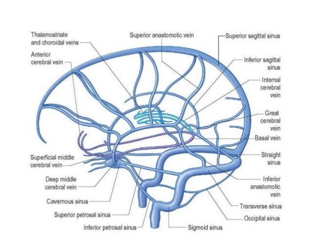 Dural venous sinuses