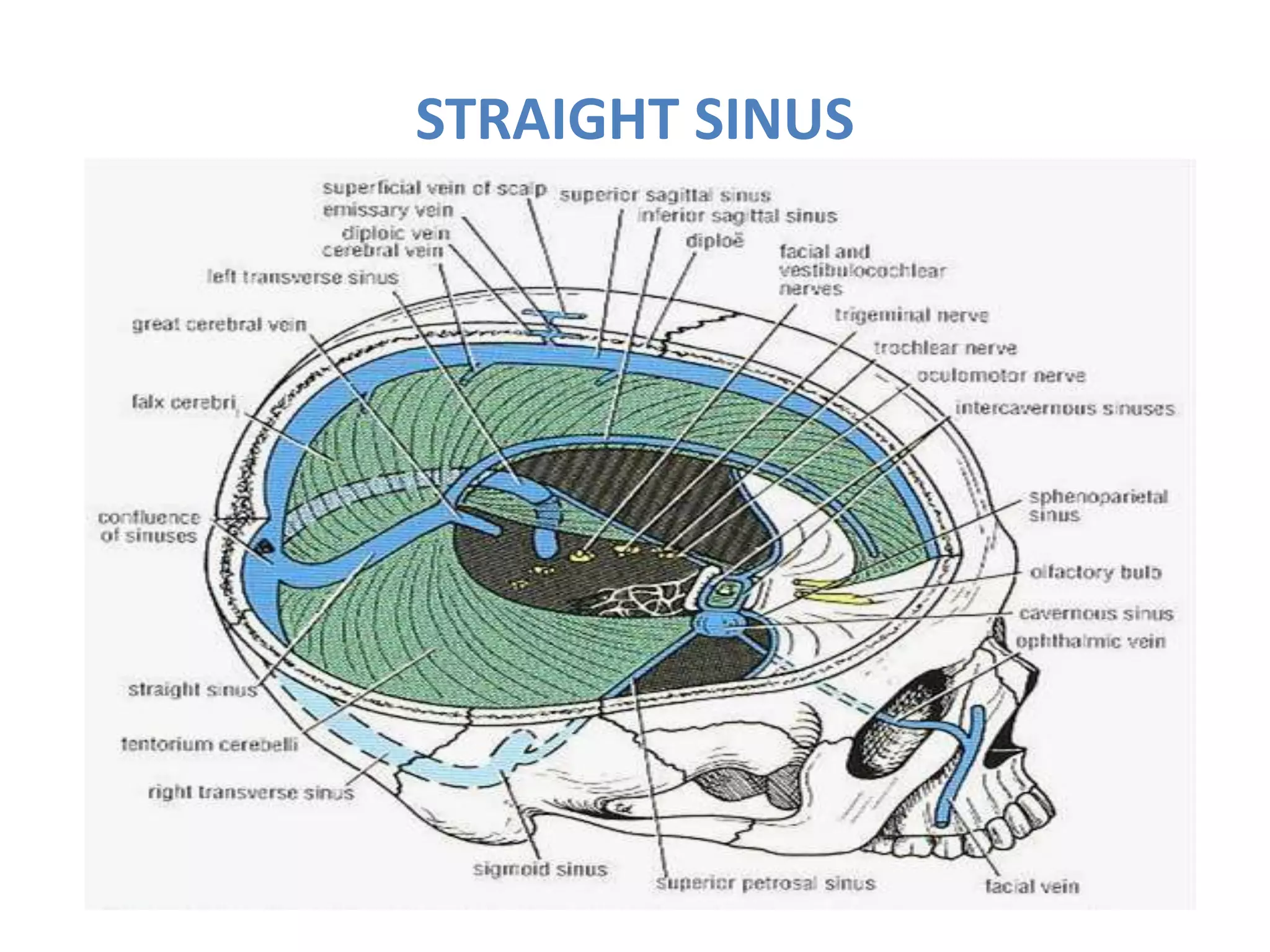 DURAL VENOUS SINUSES WITH CLINICAL ANATOMY 2021 | PPTX