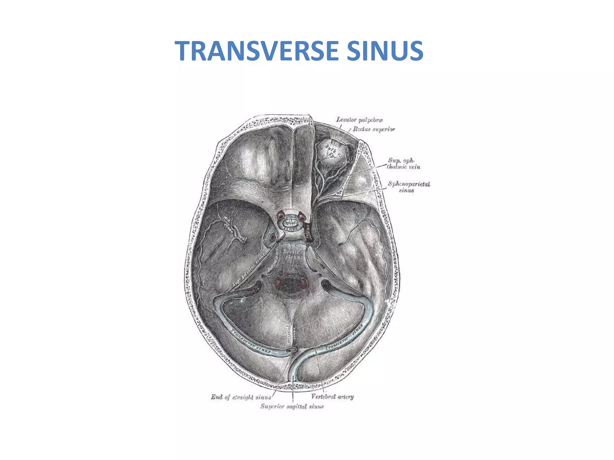 DURAL VENOUS SINUSES WITH CLINICAL ANATOMY 2021 | PPTX