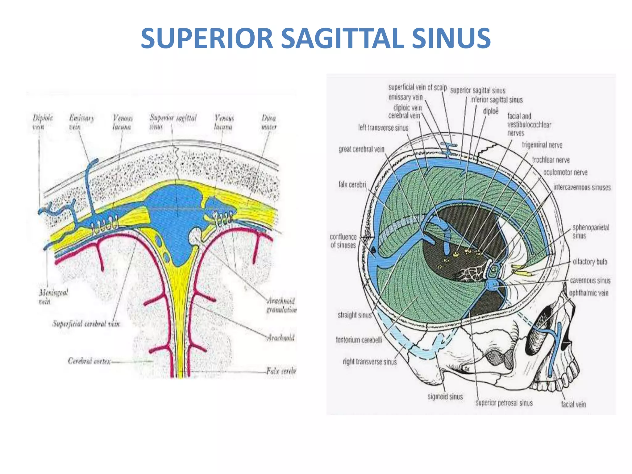 DURAL VENOUS SINUSES WITH CLINICAL ANATOMY 2021 | PPTX