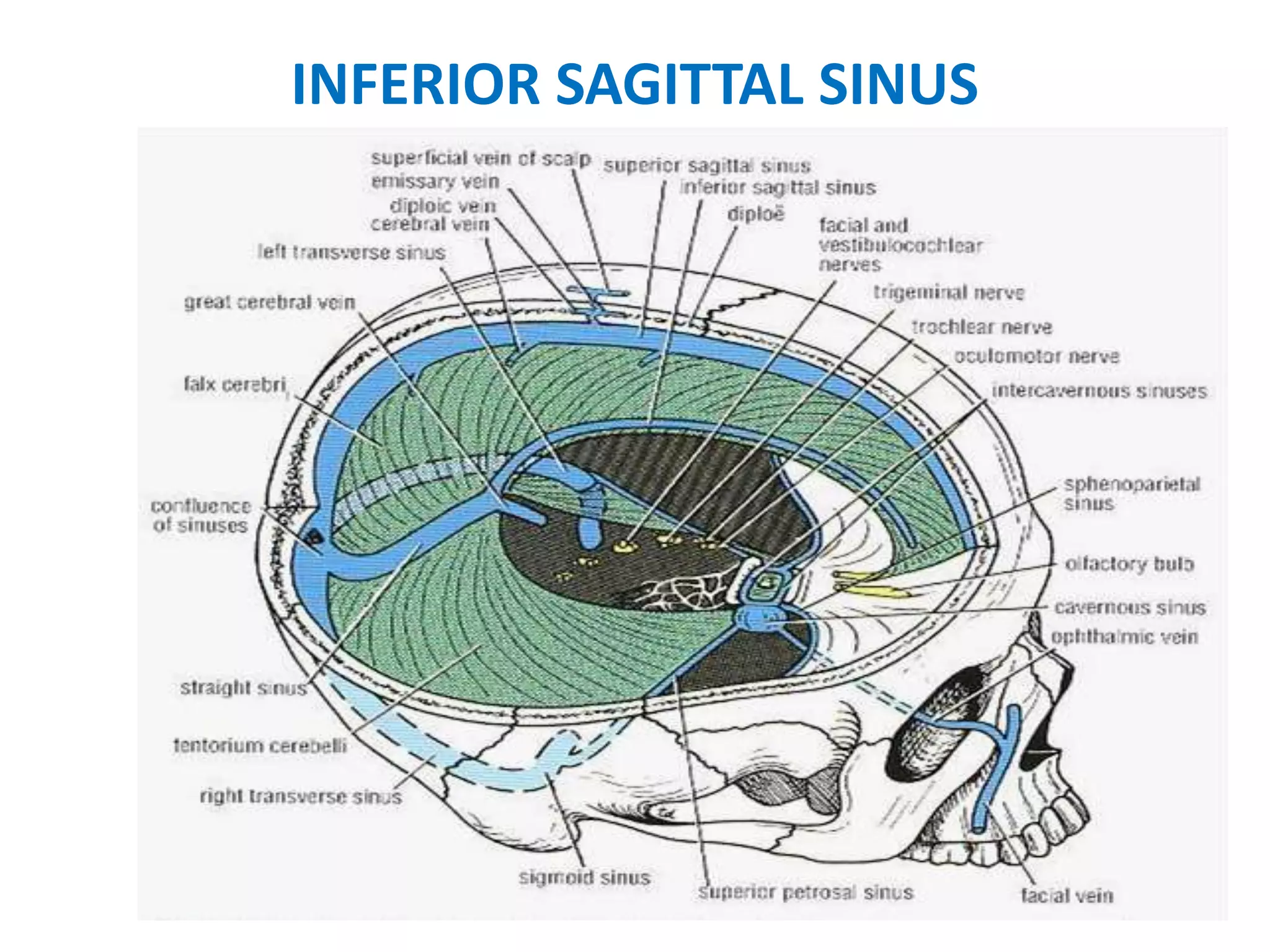 DURAL VENOUS SINUSES WITH CLINICAL ANATOMY 2021 | PPTX