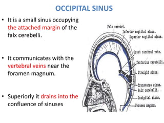 Cranial Sinus Anatomy