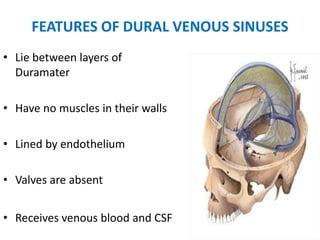 Cranial Sinus Anatomy