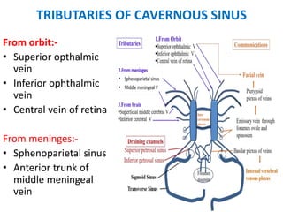 Cavernous Sinus Tributaries