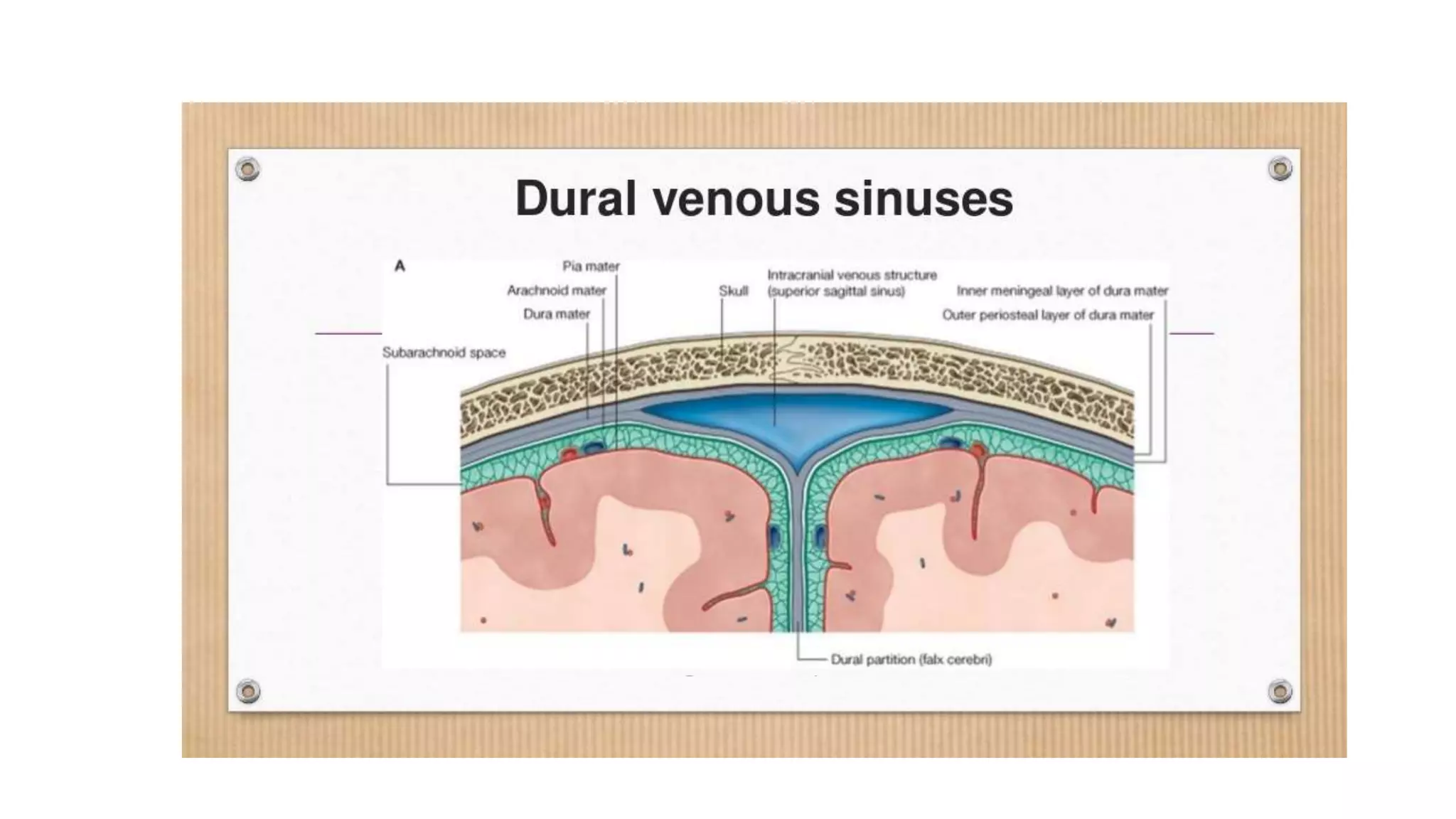 Dural venous sinuses - Dr. Rahul Singh Thakur | PPTX