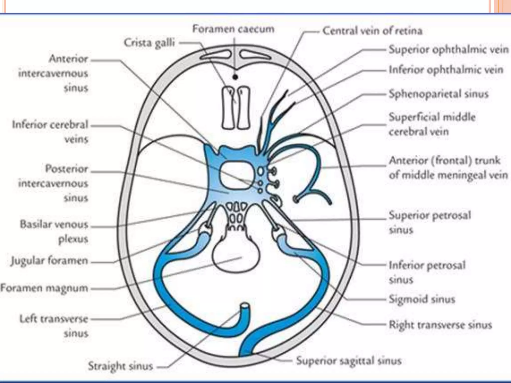 Dural venous sinuses | PPTX | Ear, Nose and Throat Conditions ...