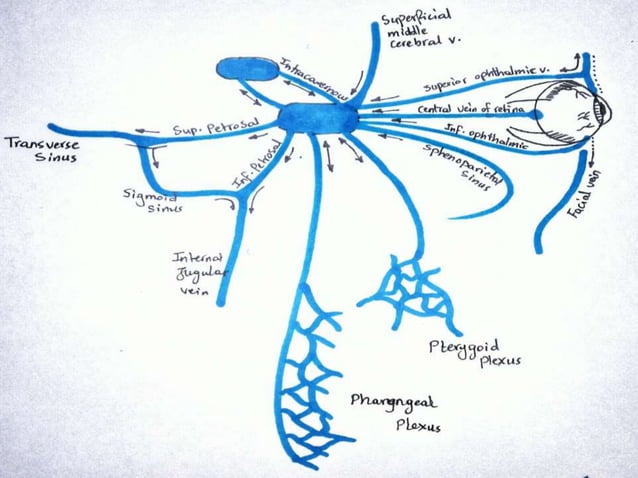 Dural venous sinuses | PPTX | Ear, Nose and Throat Conditions ...
