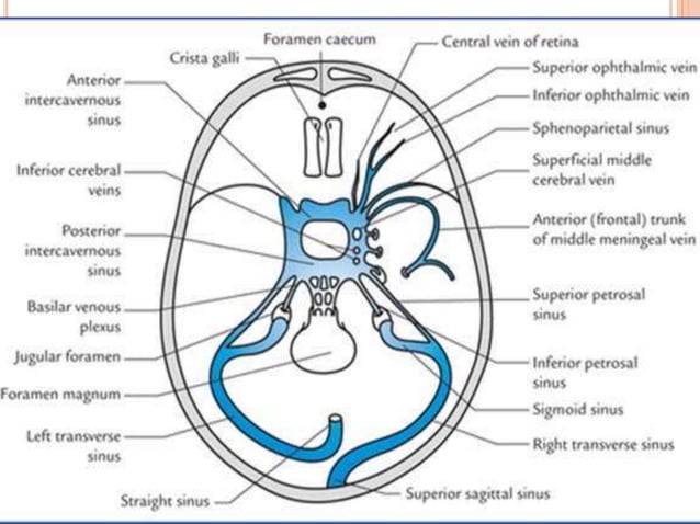Dural venous sinuses | PPTX | Ear, Nose and Throat Conditions ...