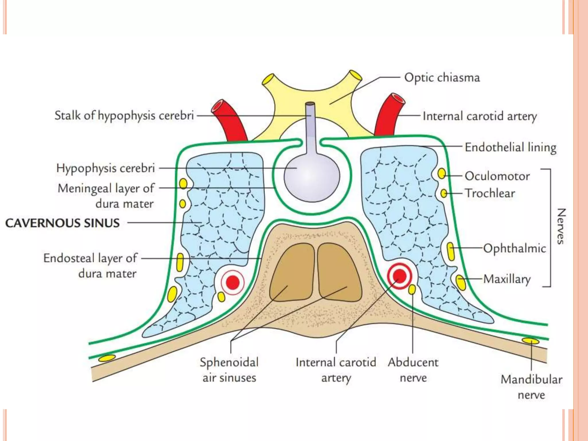 Dural venous sinuses & cavernous sinus | PPTX