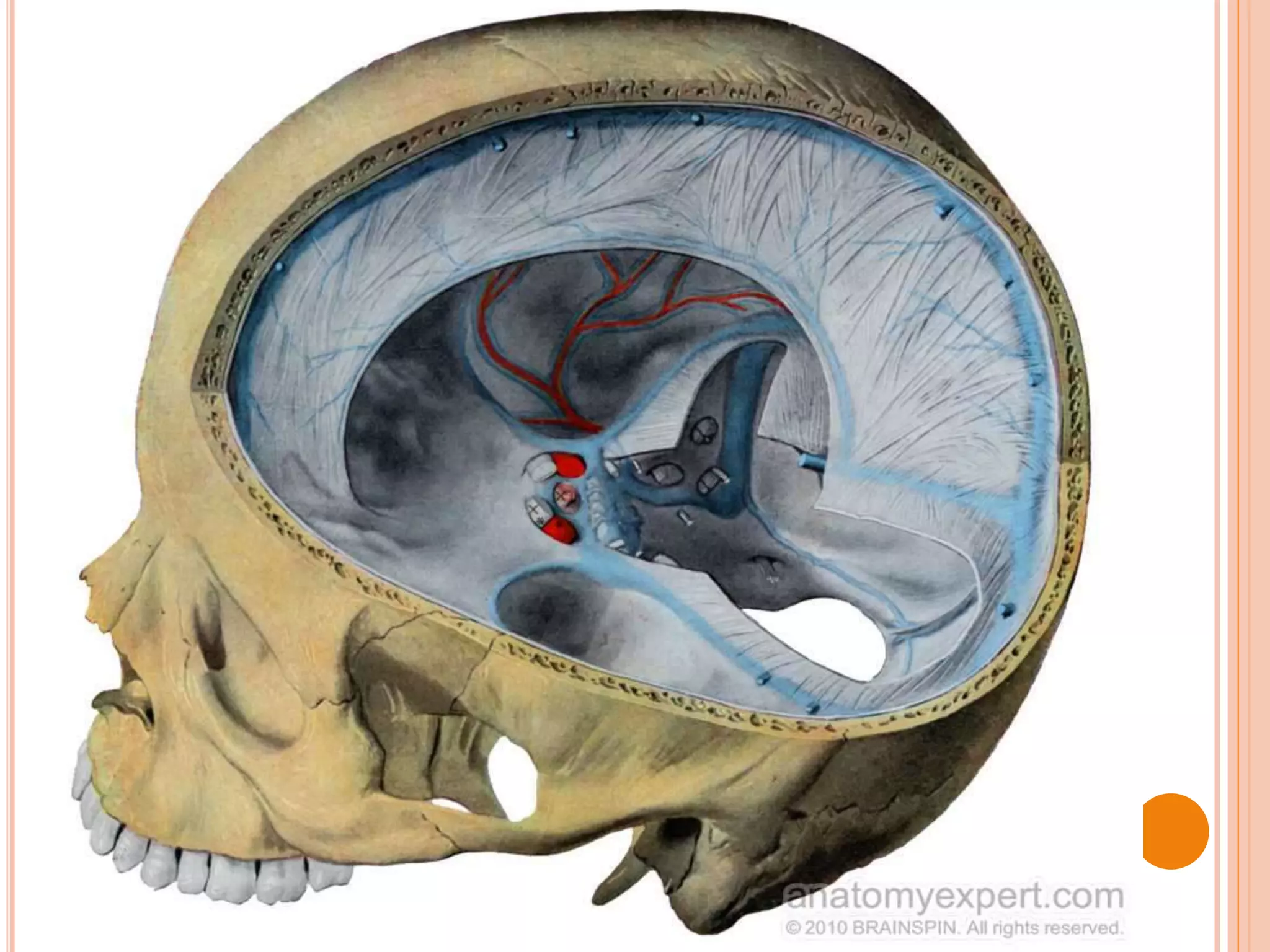 Dural venous sinuses & cavernous sinus | PPTX