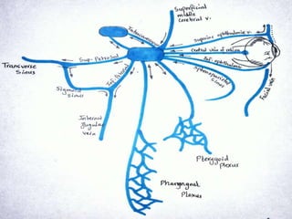 Cavernous Sinus Communications