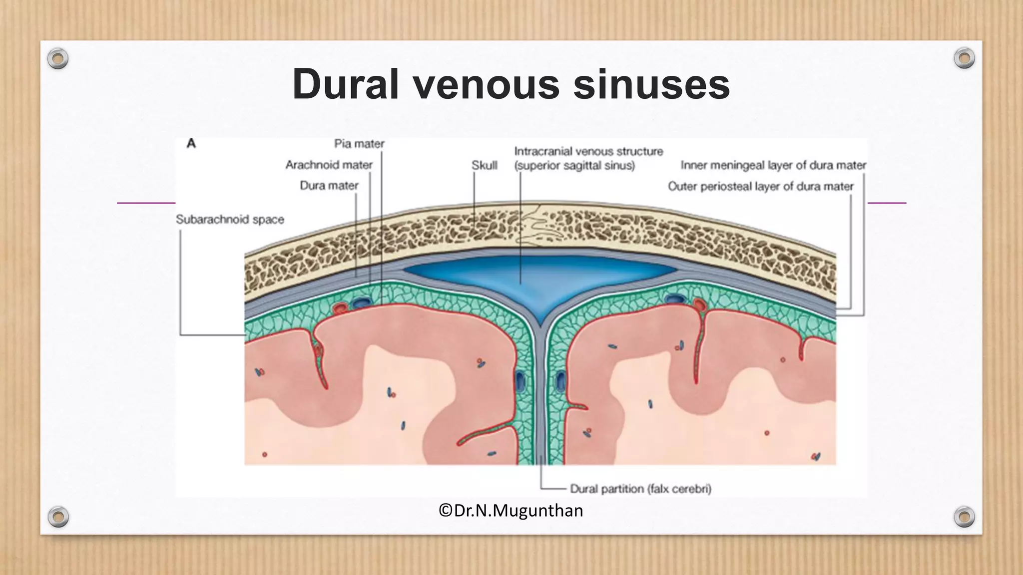 Dural venous sinuses & cavernous sinus - Dr.N.Mugunthan. | PDF