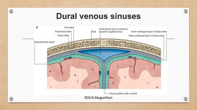 Dural venous sinuses & cavernous sinus - Dr.N.Mugunthan. | PDF | Ear ...