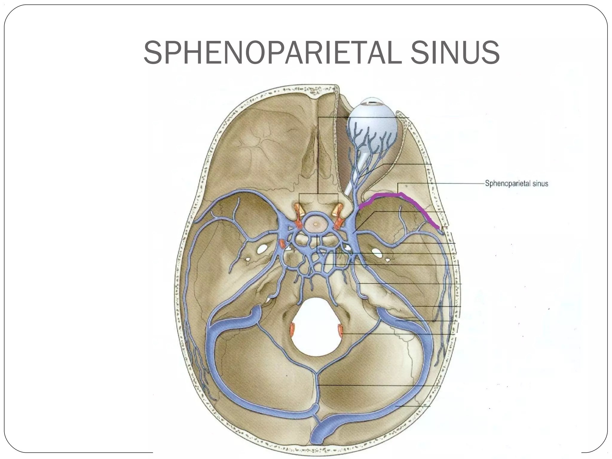 Dural vs pratik | PPT