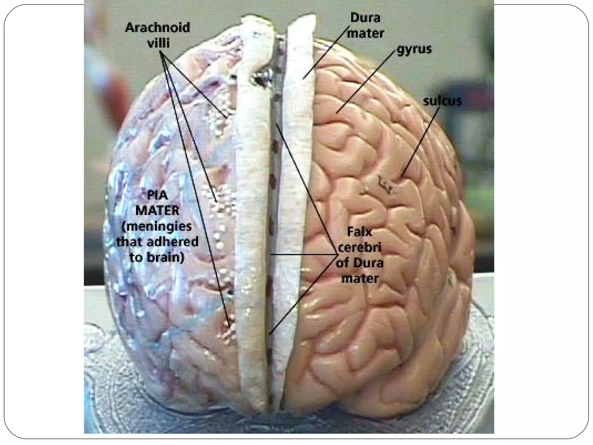 Dural vs pratik | PPT