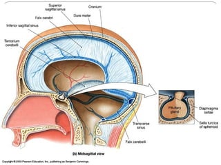 Dural vs pratik | PPT