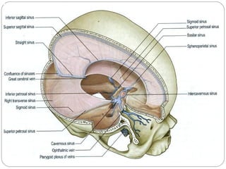 Dural vs pratik | PPT