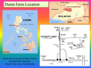 Duran Farm: The Vegetable Paradise of Bulacan | PDF