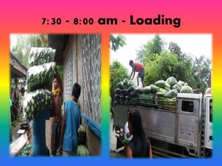 Duran Farm: The Vegetable Paradise of Bulacan | PDF