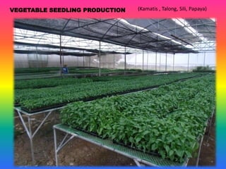 Duran Farm: The Vegetable Paradise of Bulacan | PDF
