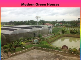 Duran Farm: The Vegetable Paradise of Bulacan | PDF