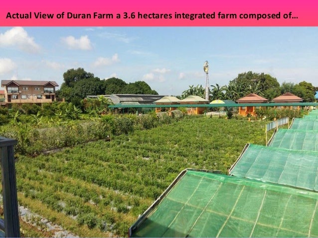 Duran Farm: The Vegetable Paradise of Bulacan