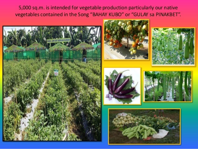 Duran Farm: The Vegetable Paradise of Bulacan