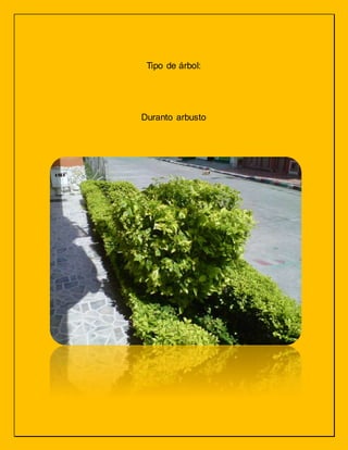 Duranto arbusto | DOCX