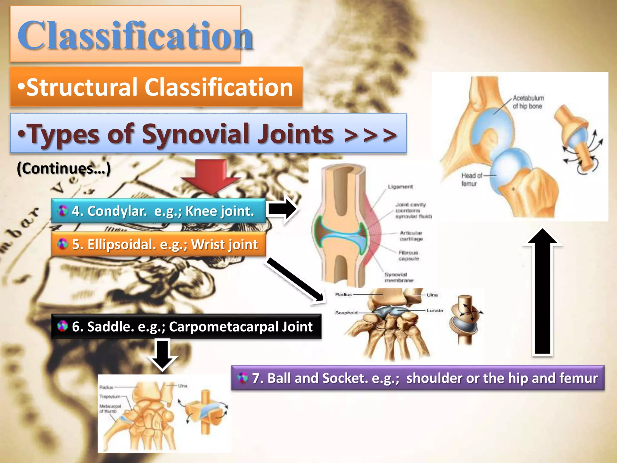 Human Joint Classification by Durba Chatterjee | PPT