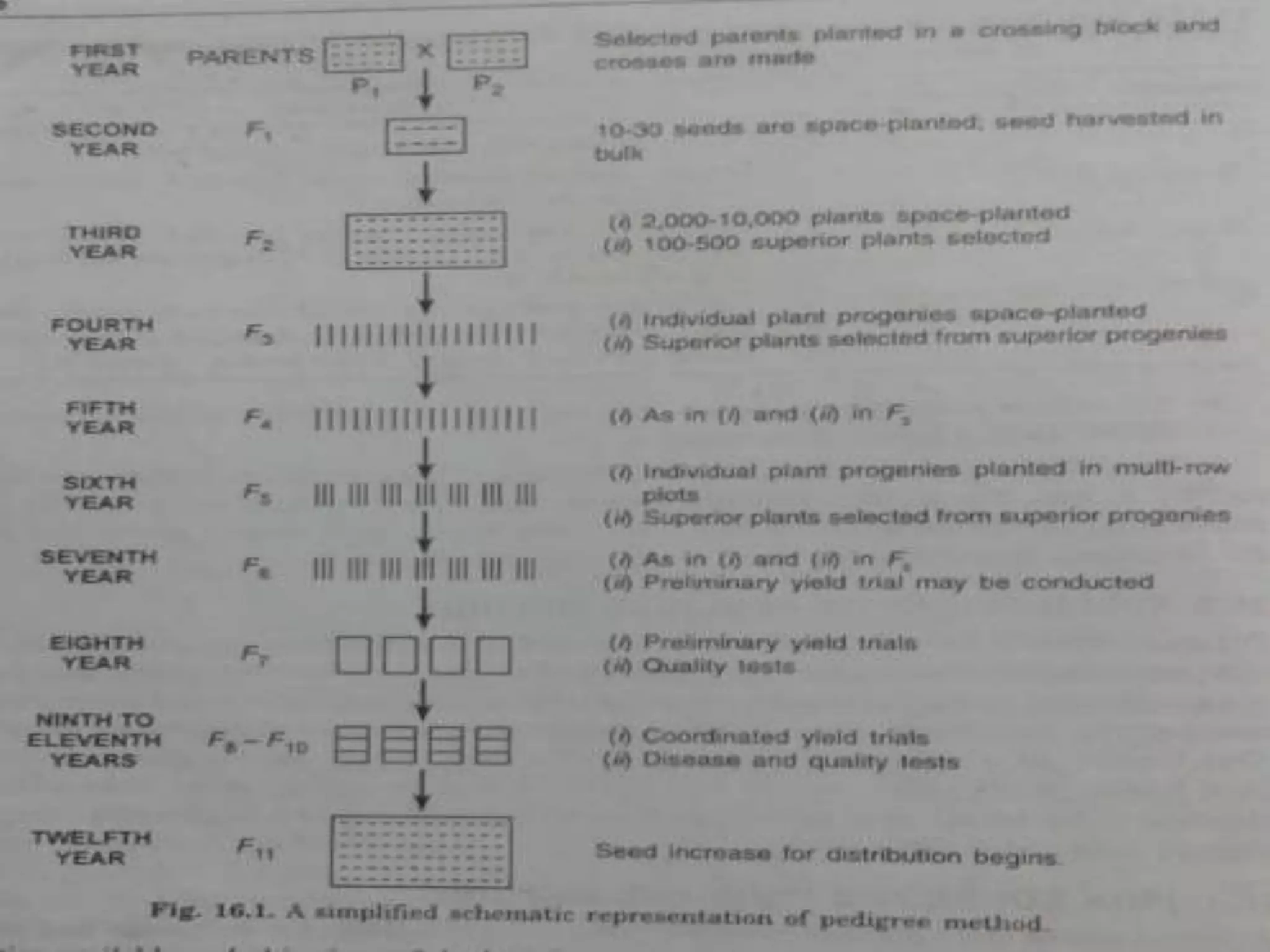 PEDIGREE METHOD OF PLANT BREEDING | PPTX