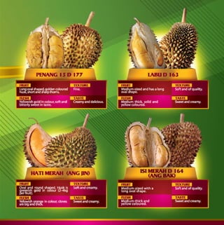 Durian booklet | PDF