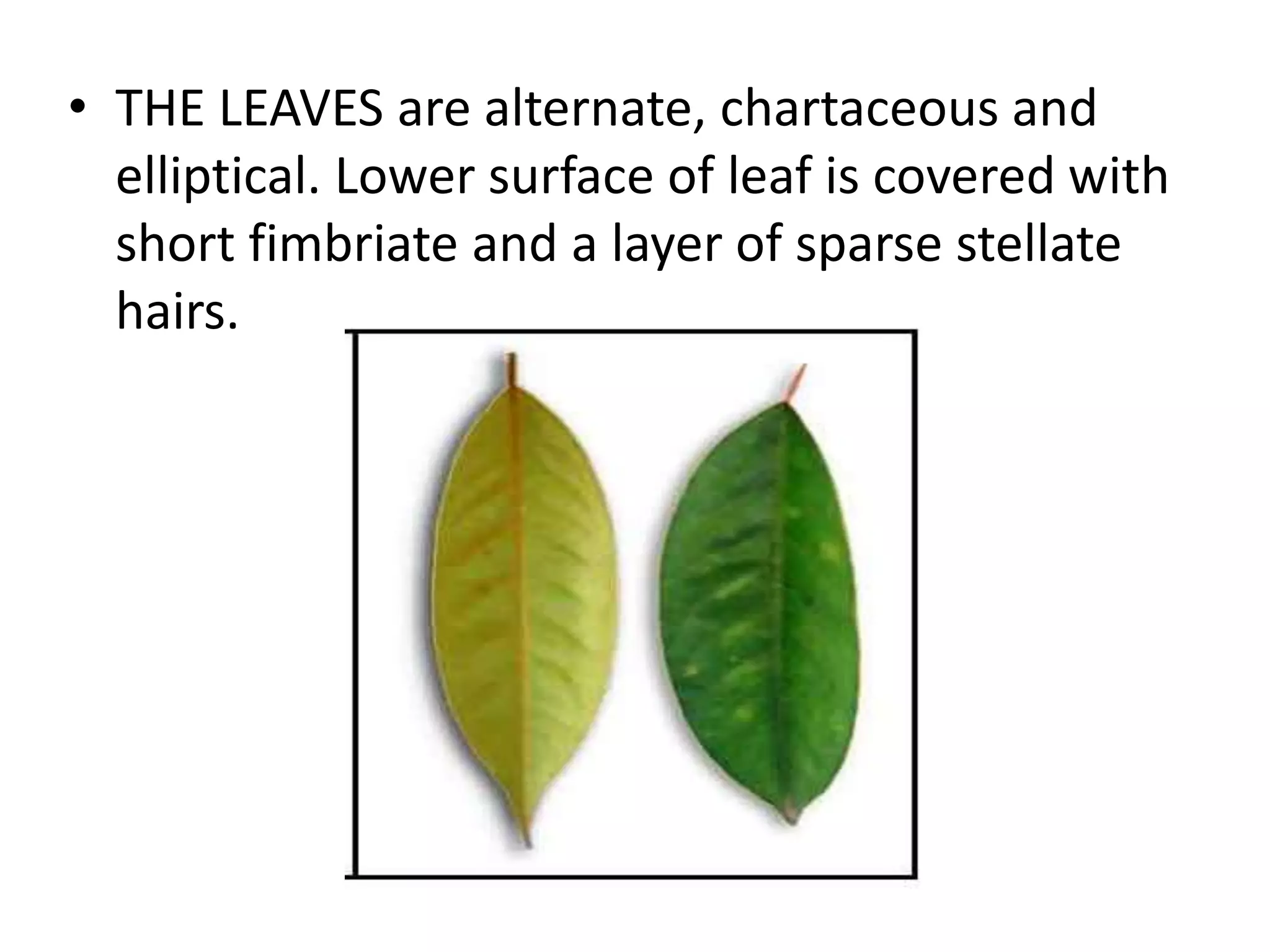 Durian secondary crop | PPTX